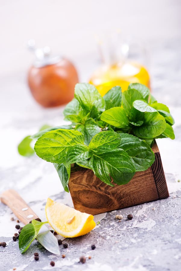 Fresh mint stock image. Image of herbal, juicy, flora - 50331413