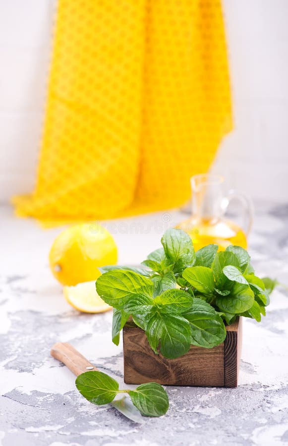 Fresh mint stock image. Image of herbal, juicy, flora - 50331413