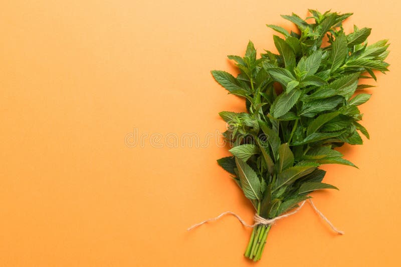 Fresh Mint Bunch on Colored Table. Top View with Copy Space Stock Image ...