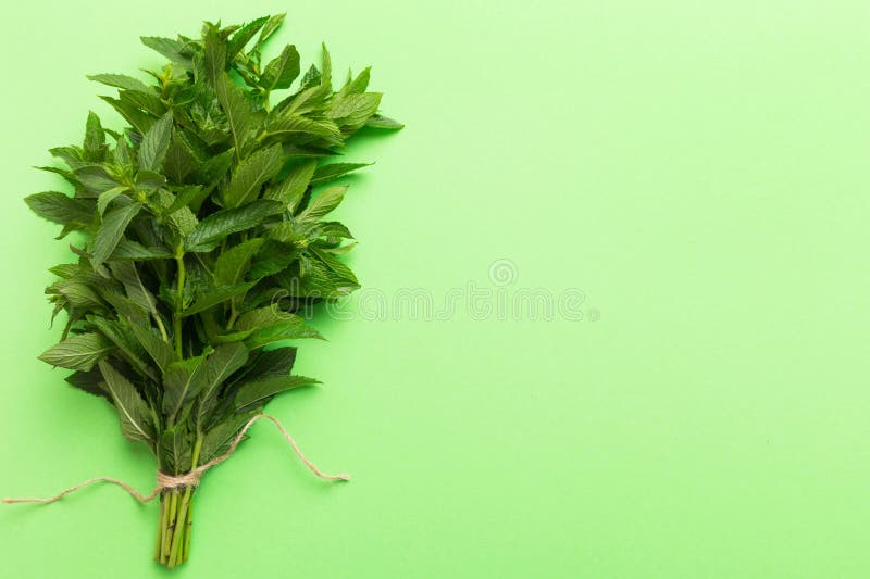 Fresh Mint Bunch on Colored Table. Top View with Copy Space Stock Photo ...