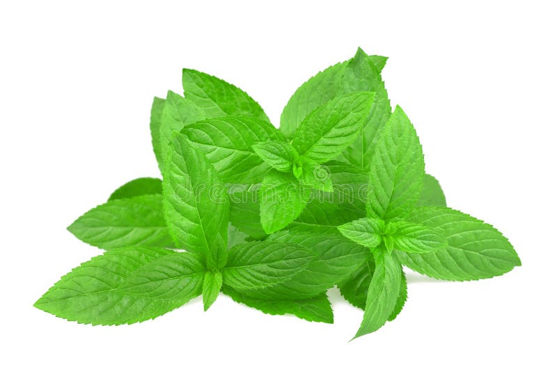 Fresh mint bunch stock photo. Image of branch, natural - 92906610