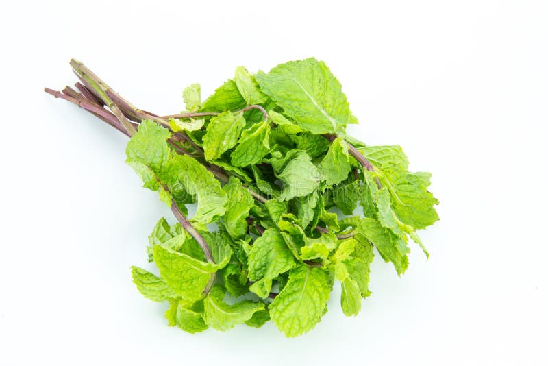 Fresh mint stock image. Image of leaf, details, herbal - 32457483