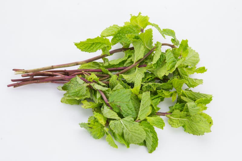 Fresh mint stock image. Image of green, vegetable, background - 32457511