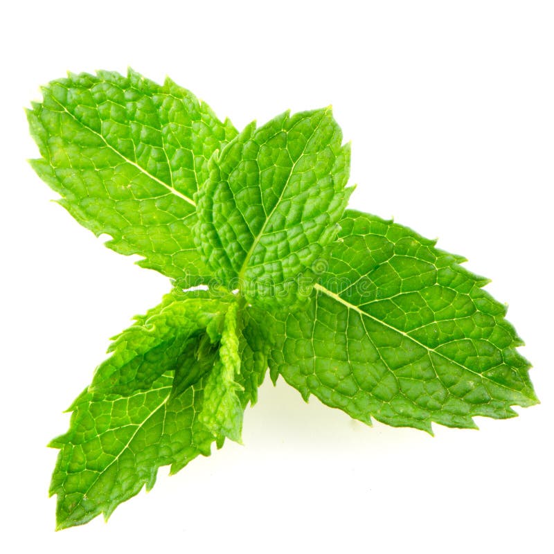 Fresh mint close up stock photo. Image of garden, gardening - 26336808