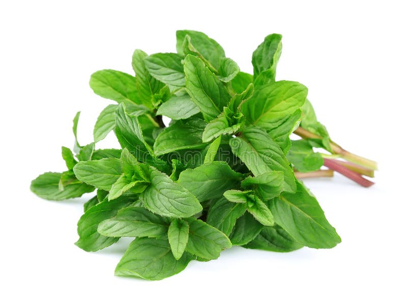 Fresh mint stock image. Image of leaf, herb, isolated - 30323677