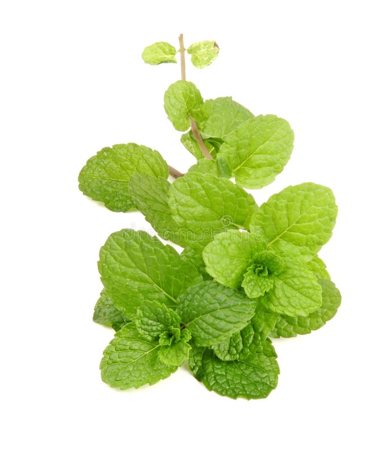 Mint stock photo. Image of growth, botany, flora, ingredients - 1561612