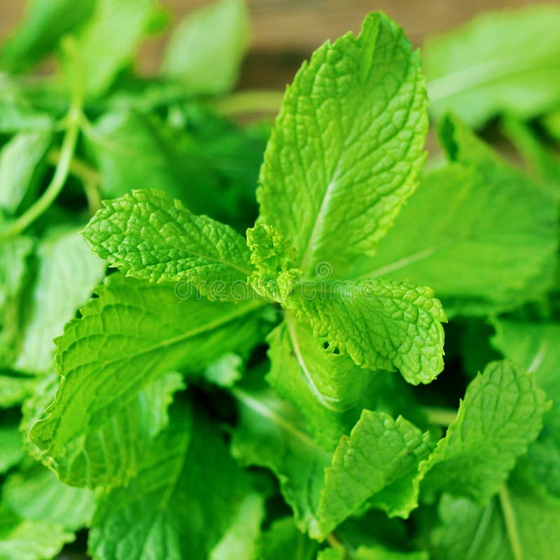 Mint stock image. Image of nature, organic, bunch, eating - 34624837