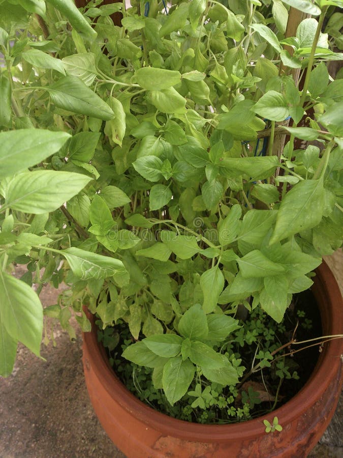 Fresh Mint Crete Greece stock photo. Image of crete, plant - 45677286