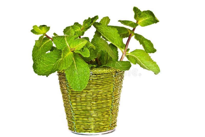 Fresh Mint in a Decorative Bucket Stock Image - Image of white ...