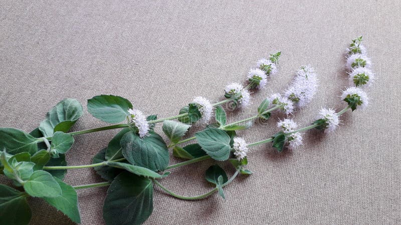 Fresh Mint. Drying Mint, Blooming Mint Stock Image - Image of herbal ...