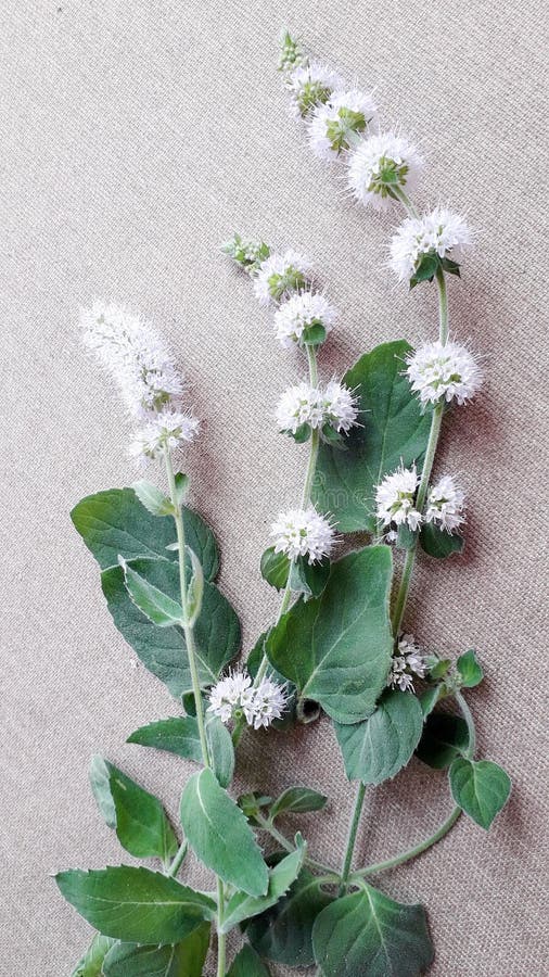 Fresh Mint. Drying Mint, Blooming Mint Stock Photo - Image of herbal ...
