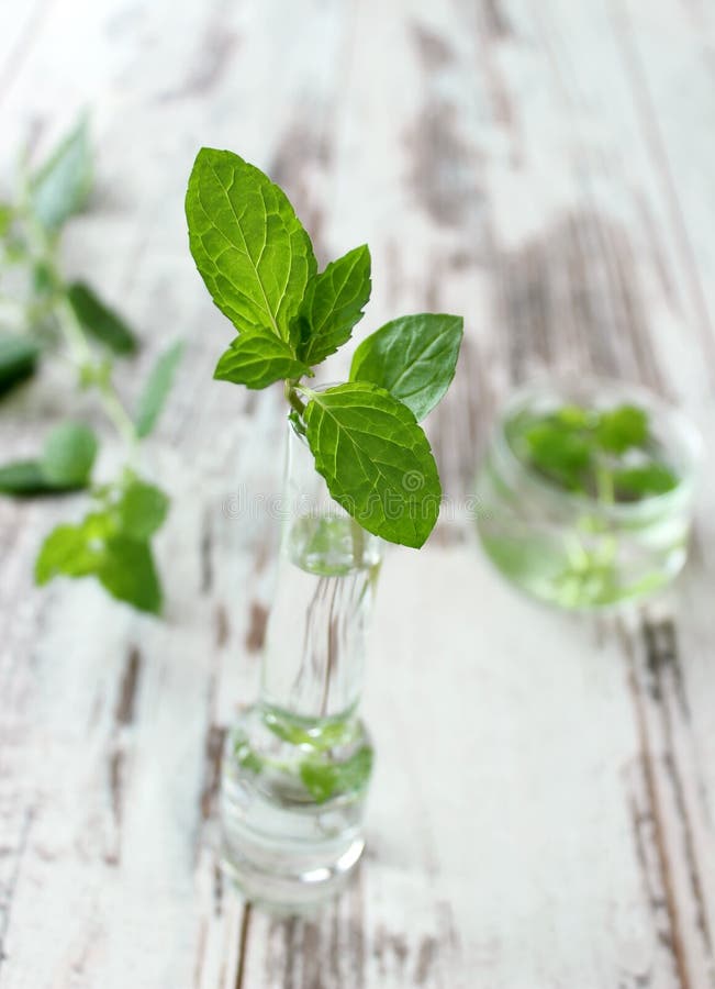 Fresh Mint in a Glass on Wooden Boards Stock Photo - Image of ...