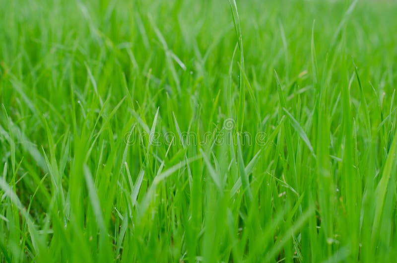 Fresh Mint Green Blades of Springtime Grass Stock Photo - Image of ...