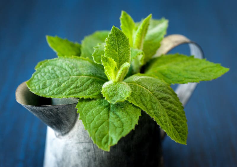 Fresh mint stock photo. Image of background, spring, flavor - 31964574