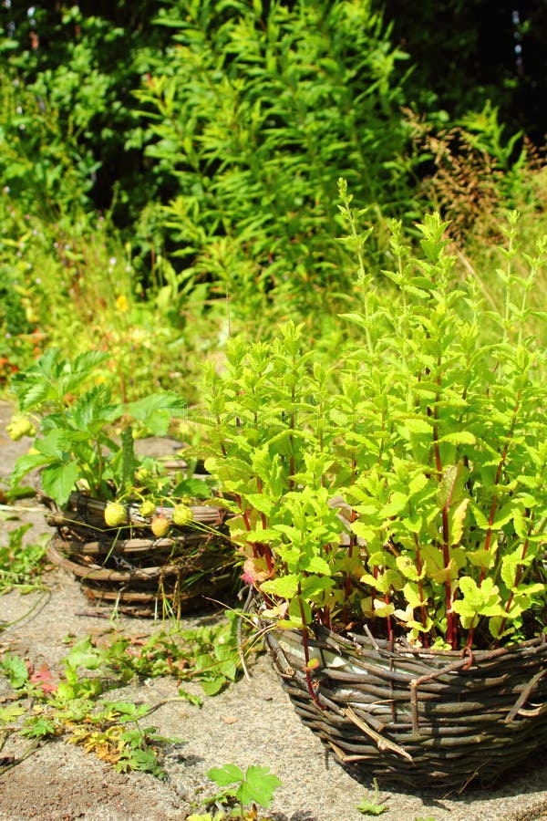 Fresh Mint Growing in the Garden Stock Photo - Image of botany, leaves ...