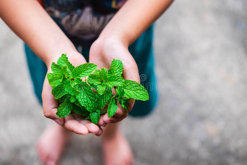 Fresh mint in hand stock photo. Image of medicine, green - 175819810