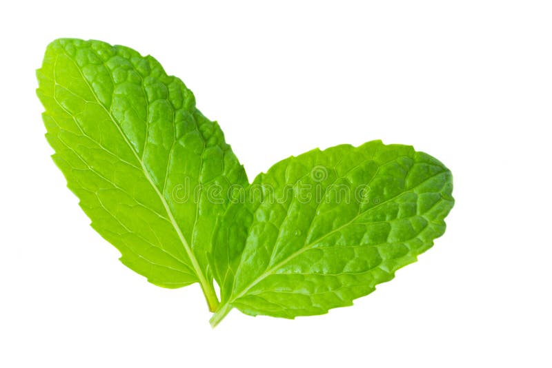 Fresh Mint Herb White Background Stock Image - Image of detail, fresh ...