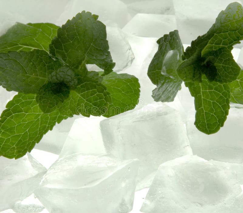 Fresh mint with ice stock image. Image of sappy, lush - 4312113