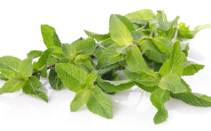 Fresh mint stock photo. Image of menthol, peppermint - 57937692