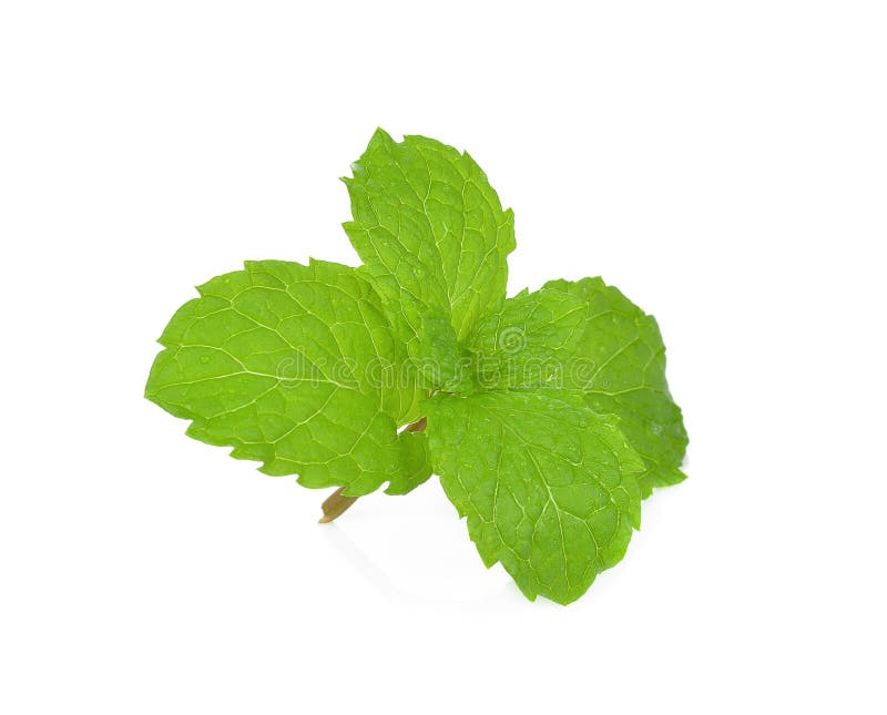 Fresh Mint Isolated on the White Background. Stock Image - Image of ...