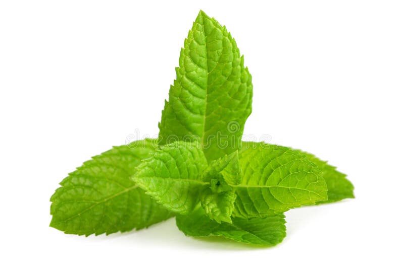 Fresh mint bunch stock image. Image of spearmint, natural - 105314585