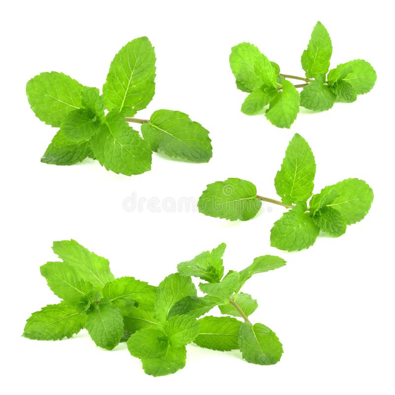 Fresh mint leaf stock photo. Image of officinalis, herb - 25679536