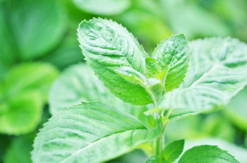 Fresh Mint Leaf Background Closeup. Stock Photo - Image of green ...