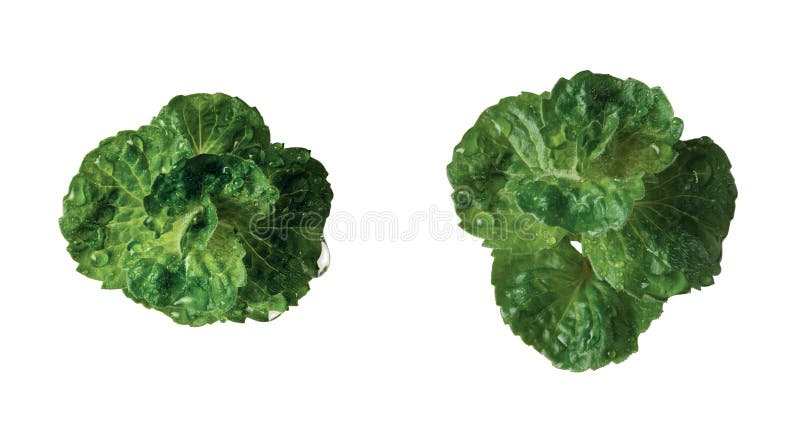 Fresh Mint Leaf with Dew Drops Isolated Stock Image - Image of isolated ...