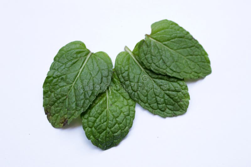 Fresh Spear Mint or Commont Mint (Mentha Spicata) Mint Leaves Isolated ...