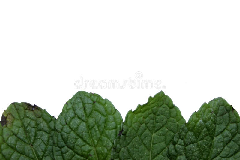 Fresh Spear Mint or Commont Mint (Mentha Spicata) Mint Leaves Isolated ...