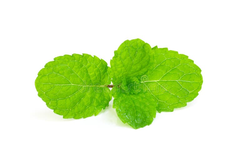 Fresh Mint Isolated on White Background Stock Photo - Image of ...