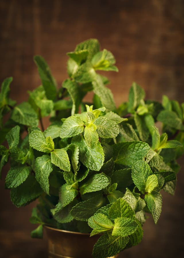 Fresh mint leafs stock image. Image of medicinal, green - 136049919