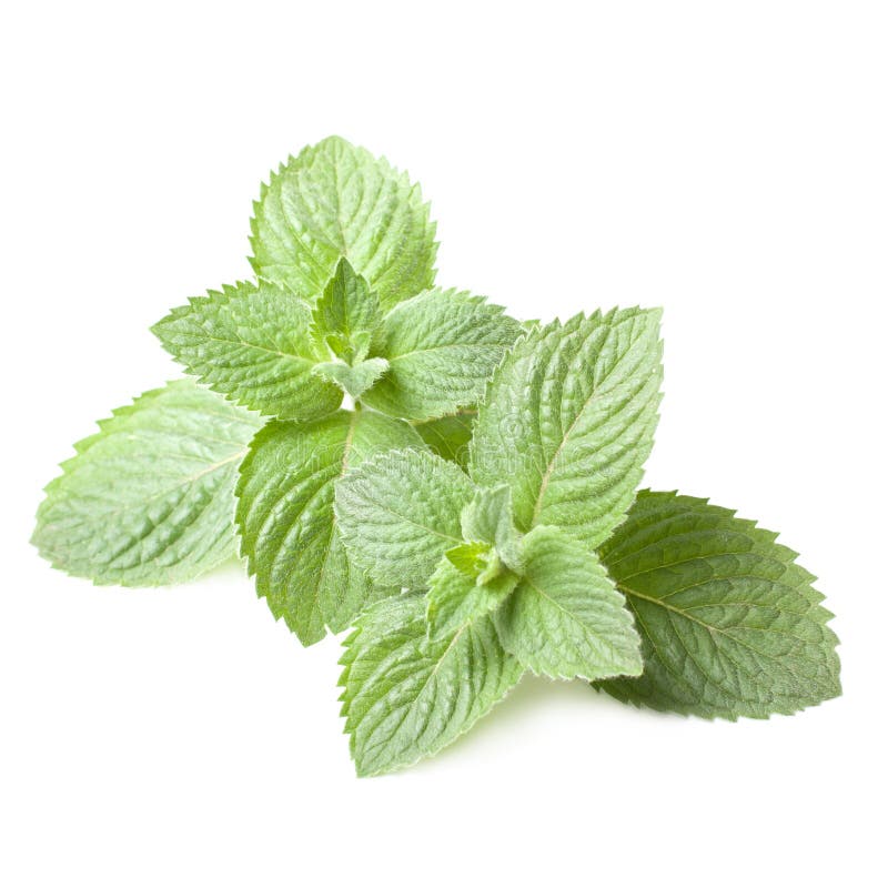 Collection for fresh mint stock photo. Image of collection - 24984596