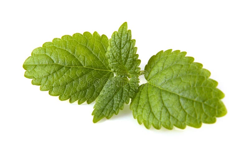 Mint Sprig stock image. Image of colour, leaves, isolation - 25218615