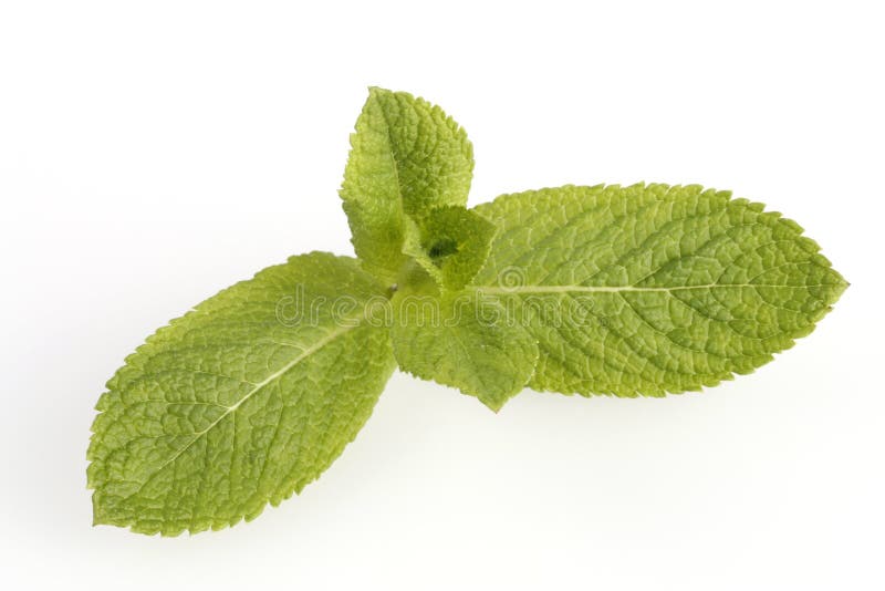 Fresh mint leaves stock image. Image of green, mint, food - 8988681