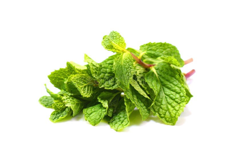 Fresh Mint Leaves with Branch Stock Photo - Image of isolated, green ...