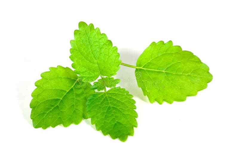 Fresh Mint Leaves , Casting Shadow on White Surfac Stock Image - Image ...