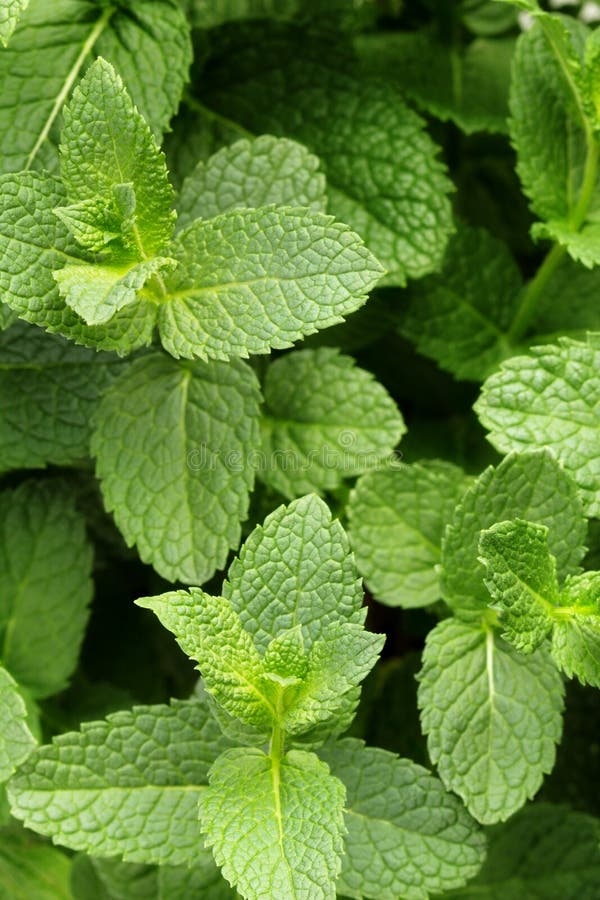 Fresh mint leaves stock photo. Image of herb, aroma, freshness - 41452416