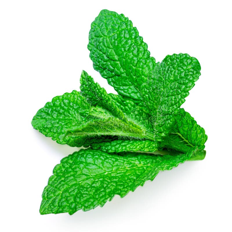 Fresh Mint Leaves Collection Isolated on White Background, Top View ...