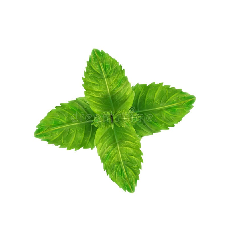 Fresh Mint for Decoration, Vector Menthol Stock Vector - Illustration ...