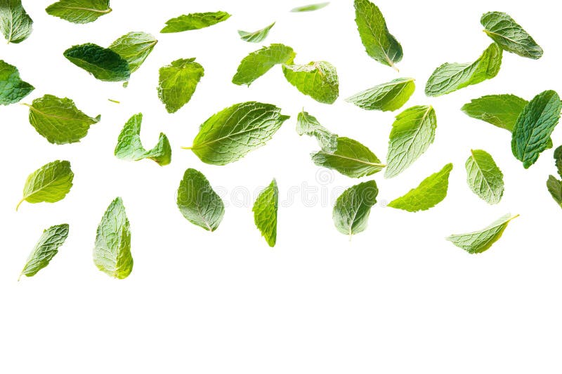 Fresh Mint Leaves Falling Isolated on White Stock Illustration ...
