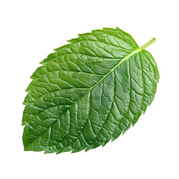 Fresh mint leaf stock image. Image of aroma, menthol - 356212663