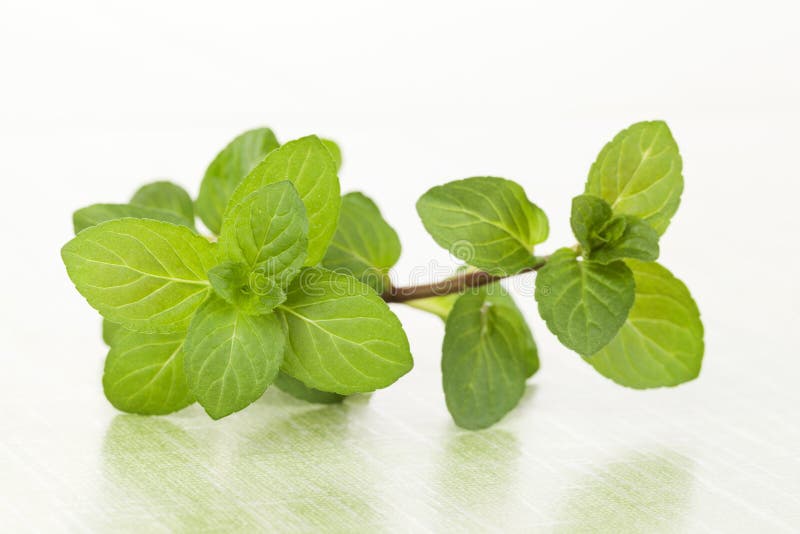 Fresh mint leaves stock image. Image of mint, food, close - 14273221