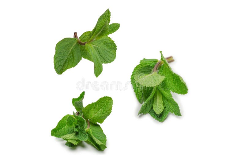 Fresh Mint Leaves Isolated on White Background Stock Photo - Image of ...