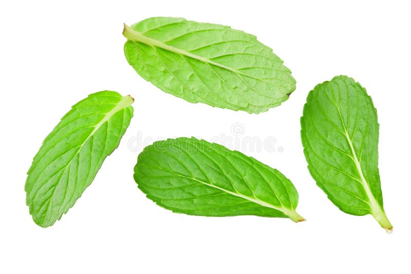 Fresh Mint Leaves Isolated on White Background. Top View Stock Image ...