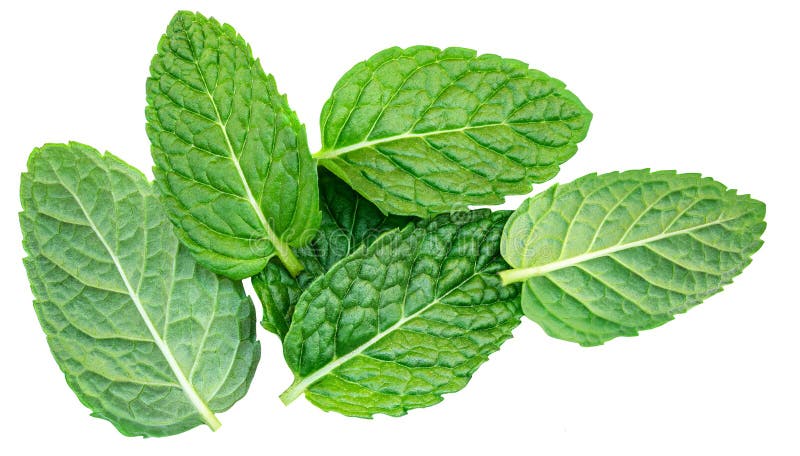 Fresh Mint Leaves Isolated on White Background, Top View. Close Up of ...