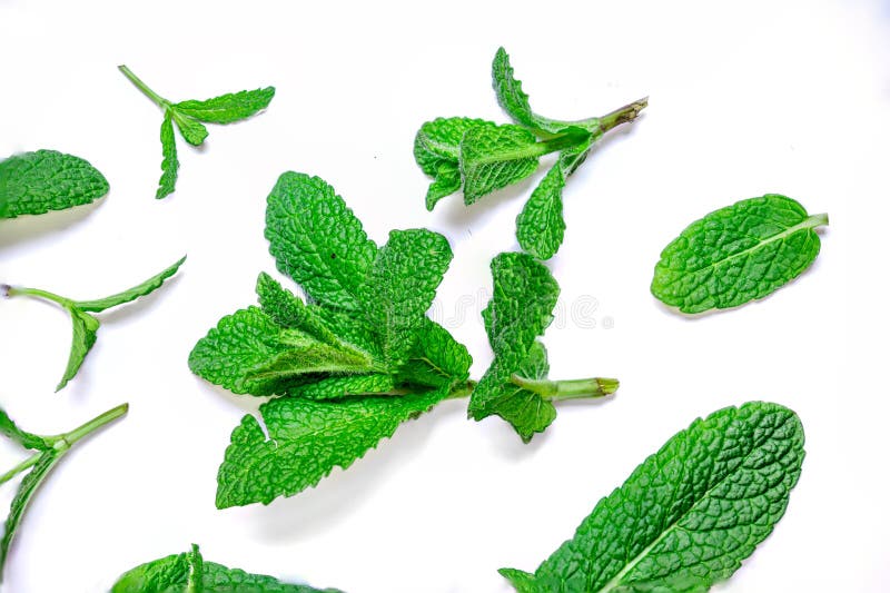 Fresh Mint Leaves Isolated on White Background, Top View. Peppermint ...