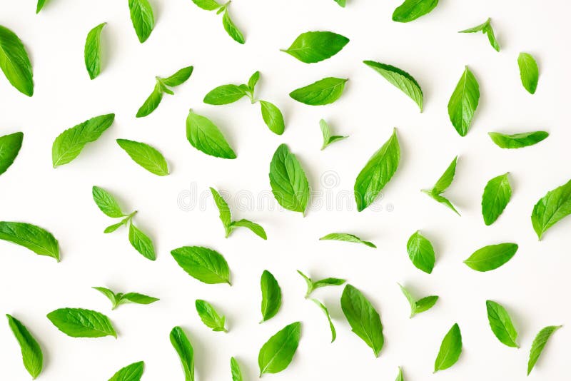 Fresh mint leaves pattern stock photo. Image of vegetarian - 57770794