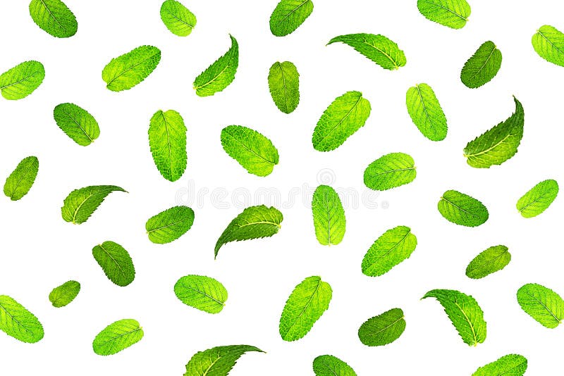 Fresh Mint Leaves Pattern Isolated on White Background. Stock Image ...