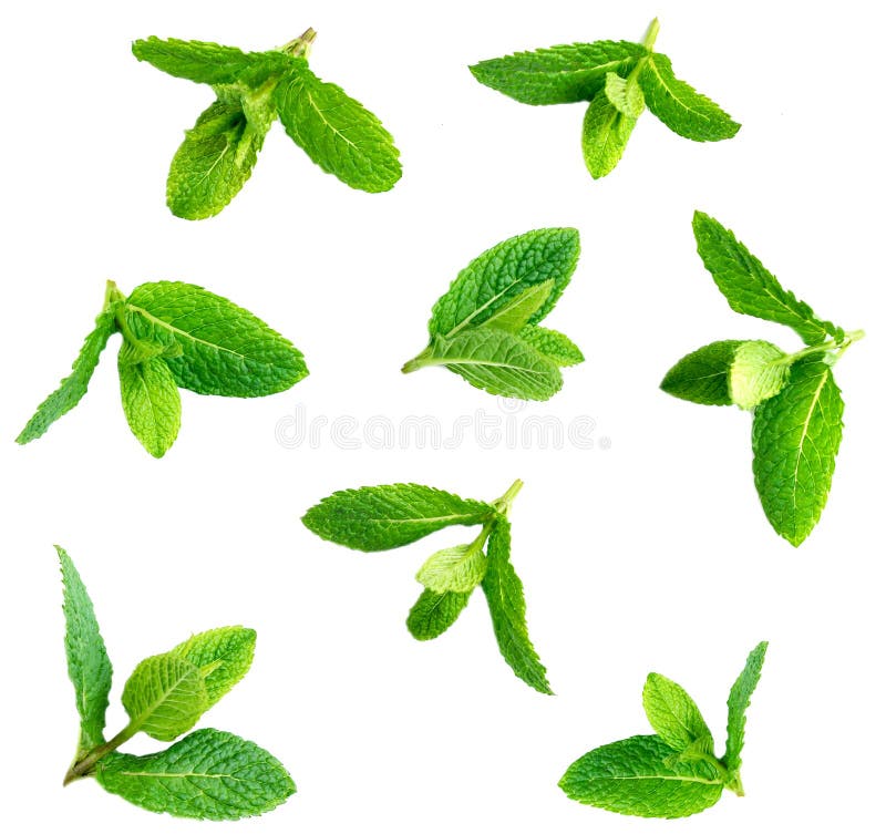 Fresh Mint Leaves Pattern Isolated on White Background, Top View Stock ...